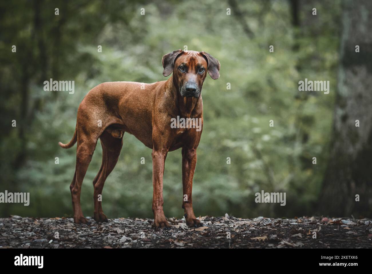 standing Rhodesian Ridgeback Stock Photo - Alamy