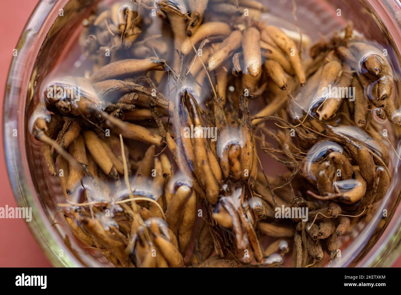 Ranunculus asiaticus or persian buttercup. Presoaking ranunculus corms ...