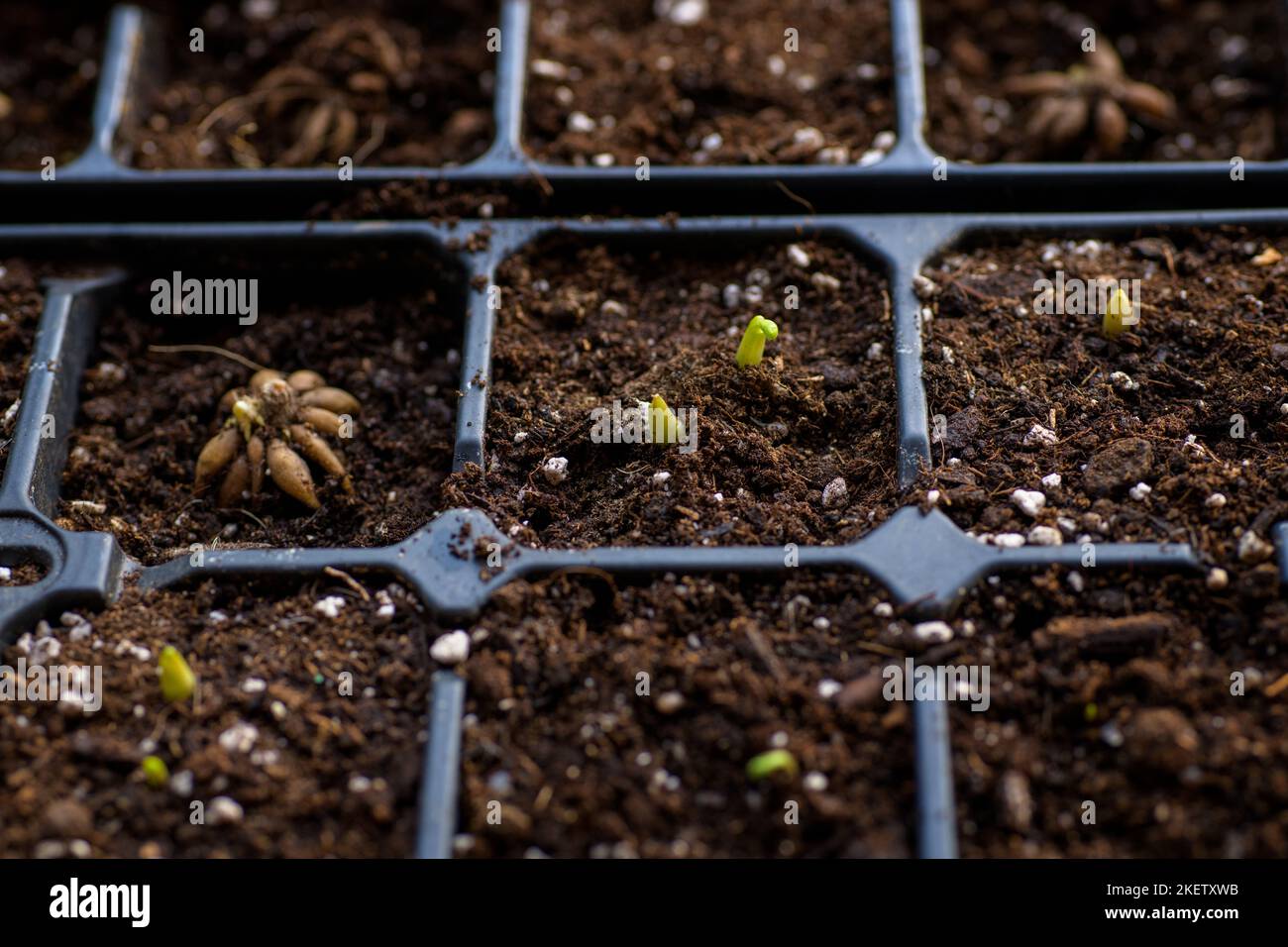 Ranunculus asiaticus or persian buttercup. Sprouting ranunculus corms ...