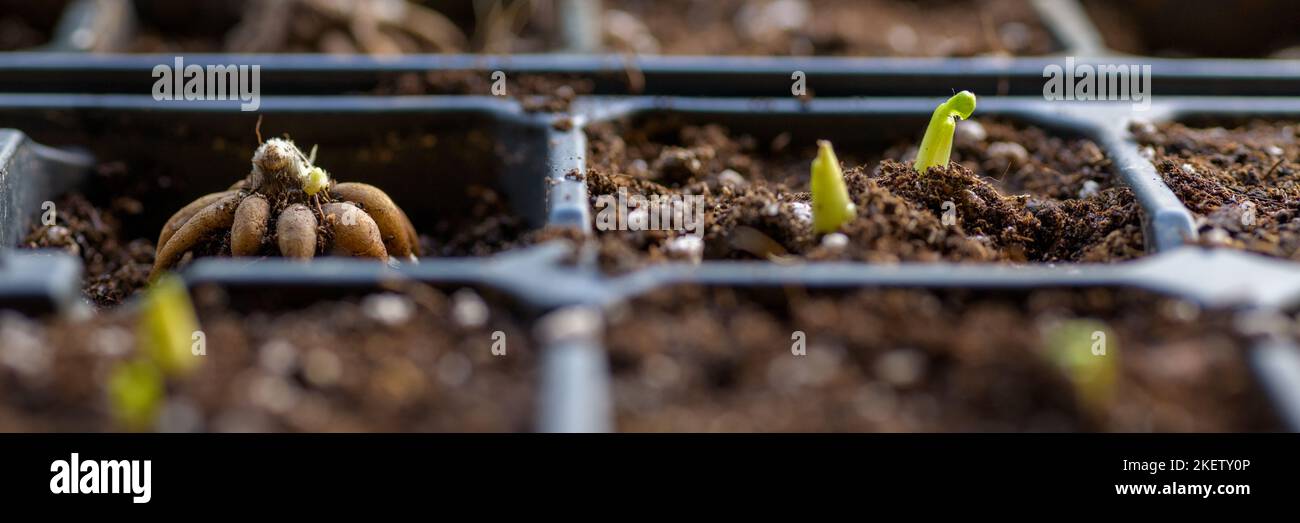 Ranunculus asiaticus or persian buttercup. Sprouting ranunculus corms ...
