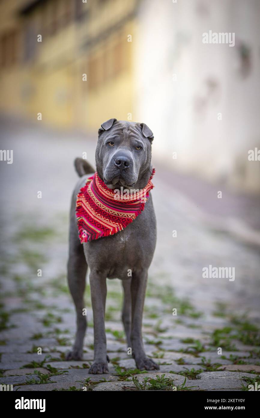 standing shar pei Stock Photo - Alamy