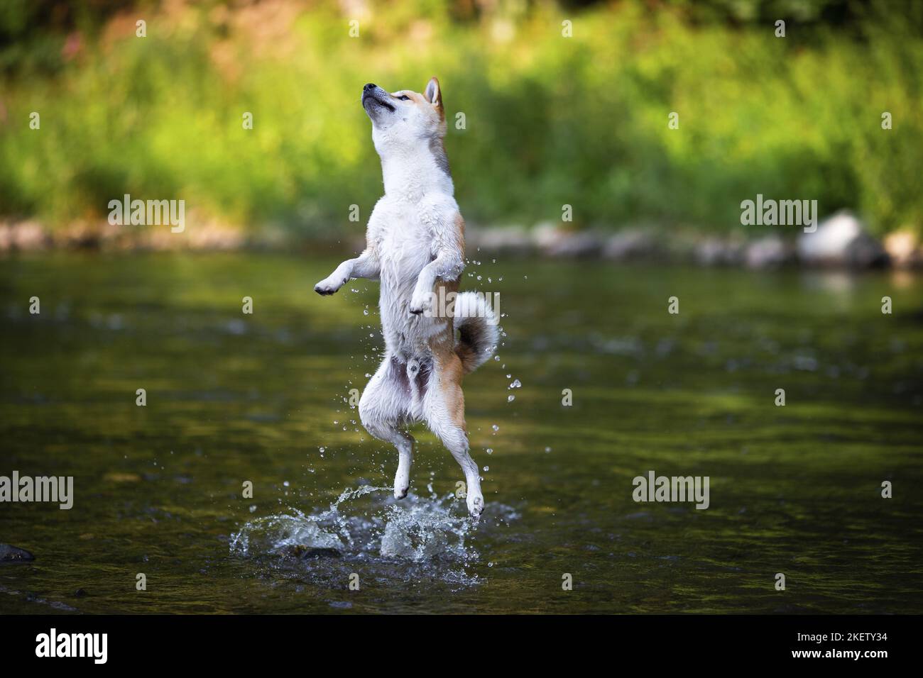 Shiba river hi-res stock photography and images - Alamy