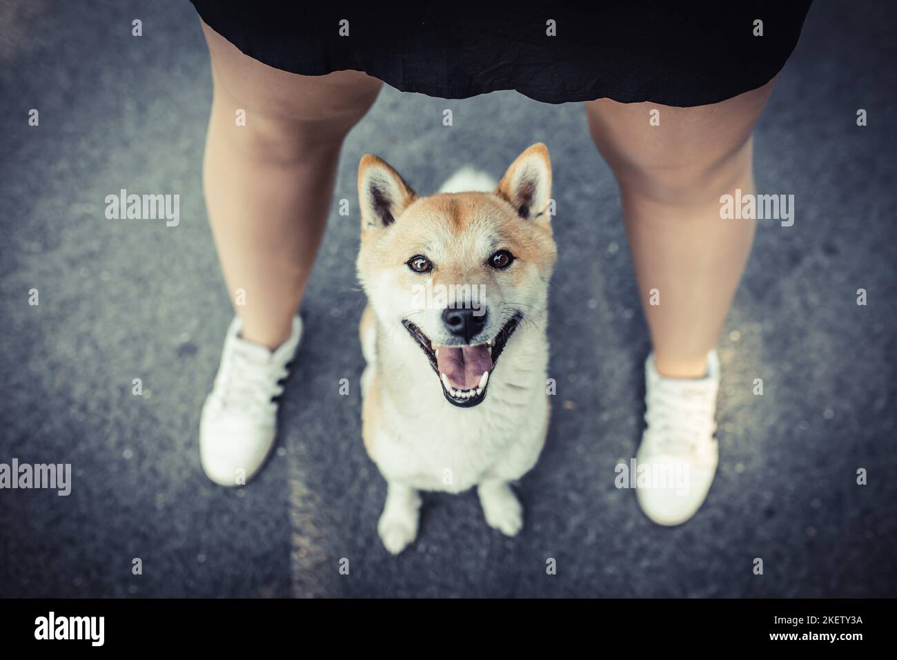 sitting shiba inu Stock Photo - Alamy