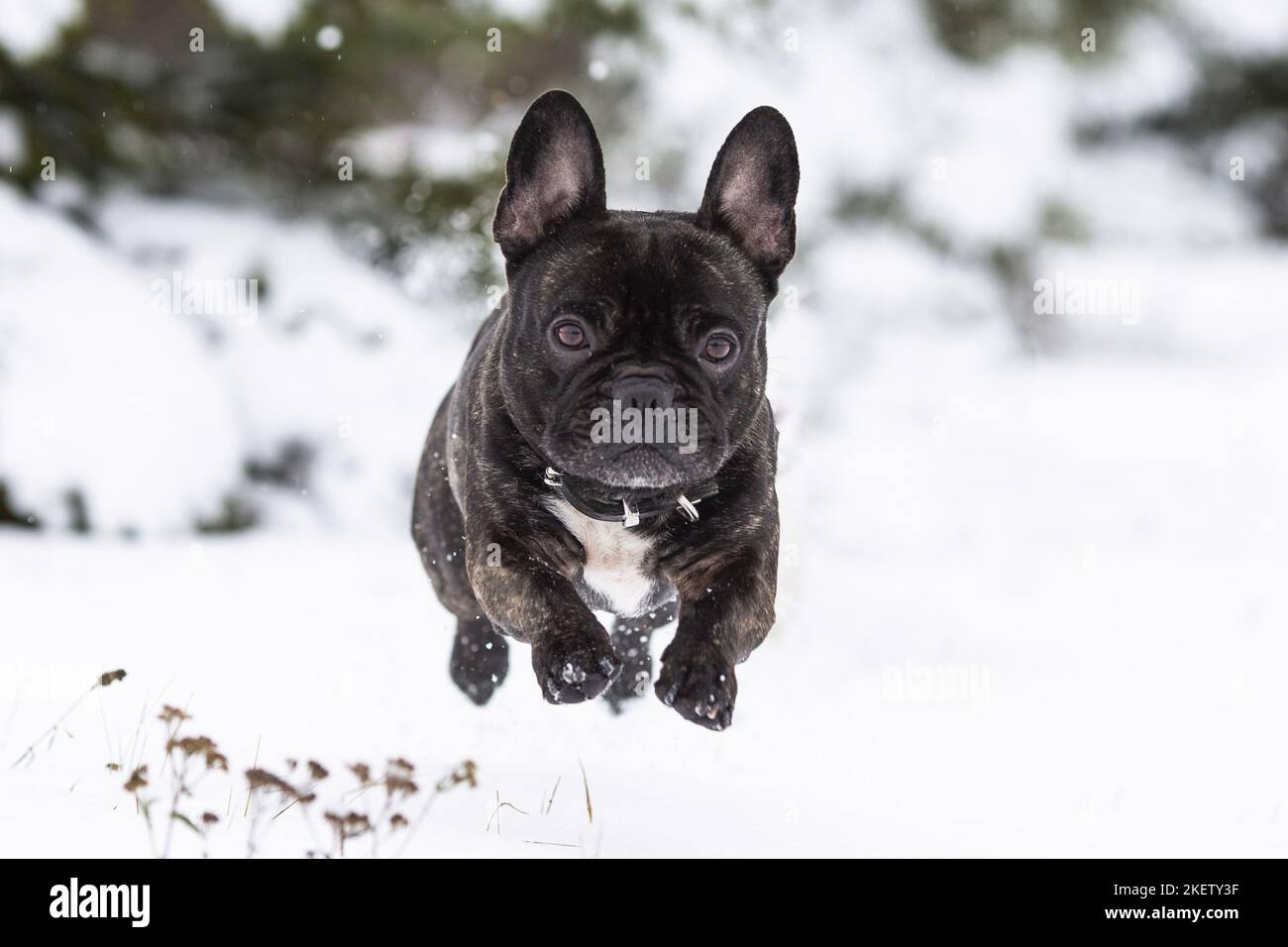 running French Bulldogs Stock Photo - Alamy