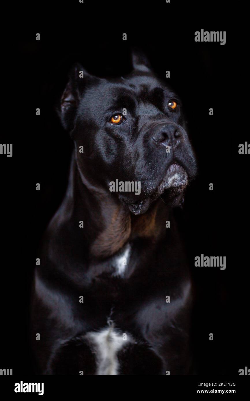 sitting Cane Corso Stock Photo - Alamy