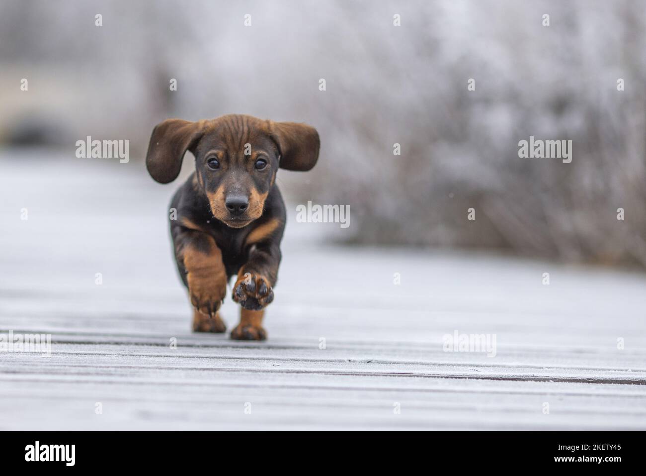 Running dachshund puppies hi-res stock photography and images - Alamy