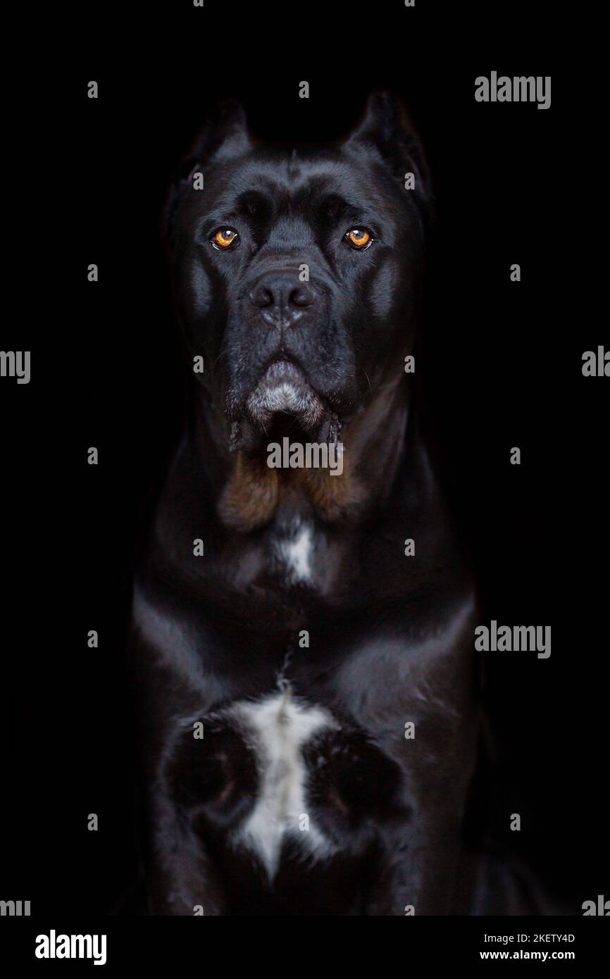sitting Cane Corso Stock Photo - Alamy
