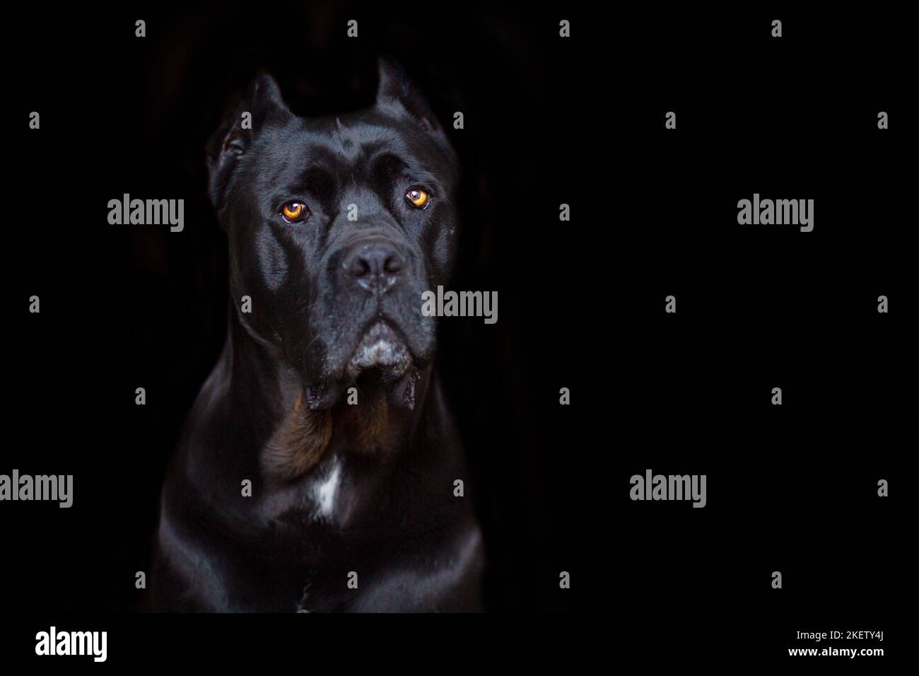 Cane Corso portrait Stock Photo - Alamy