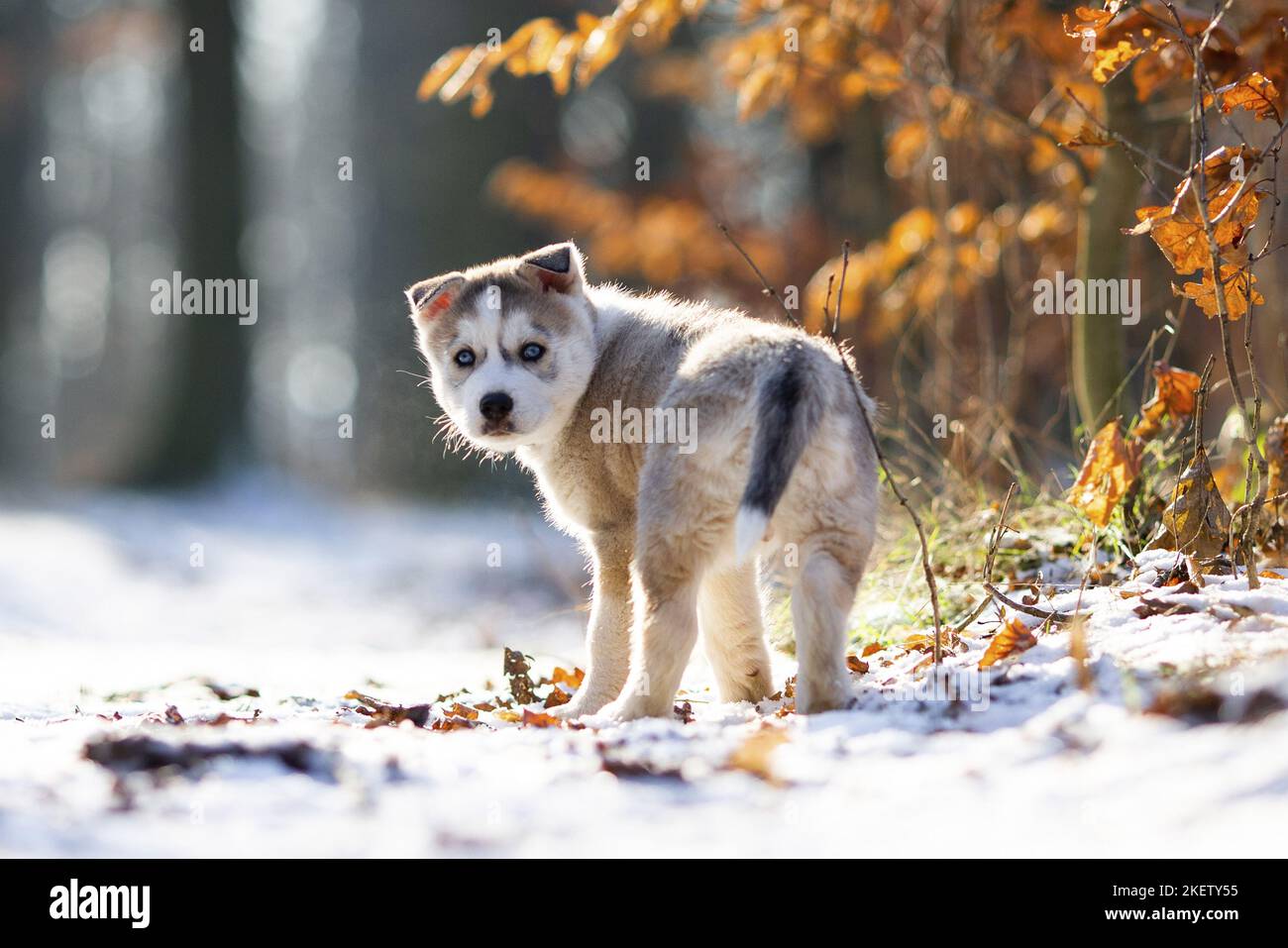 standing siberian husky puppy Stock Photo - Alamy
