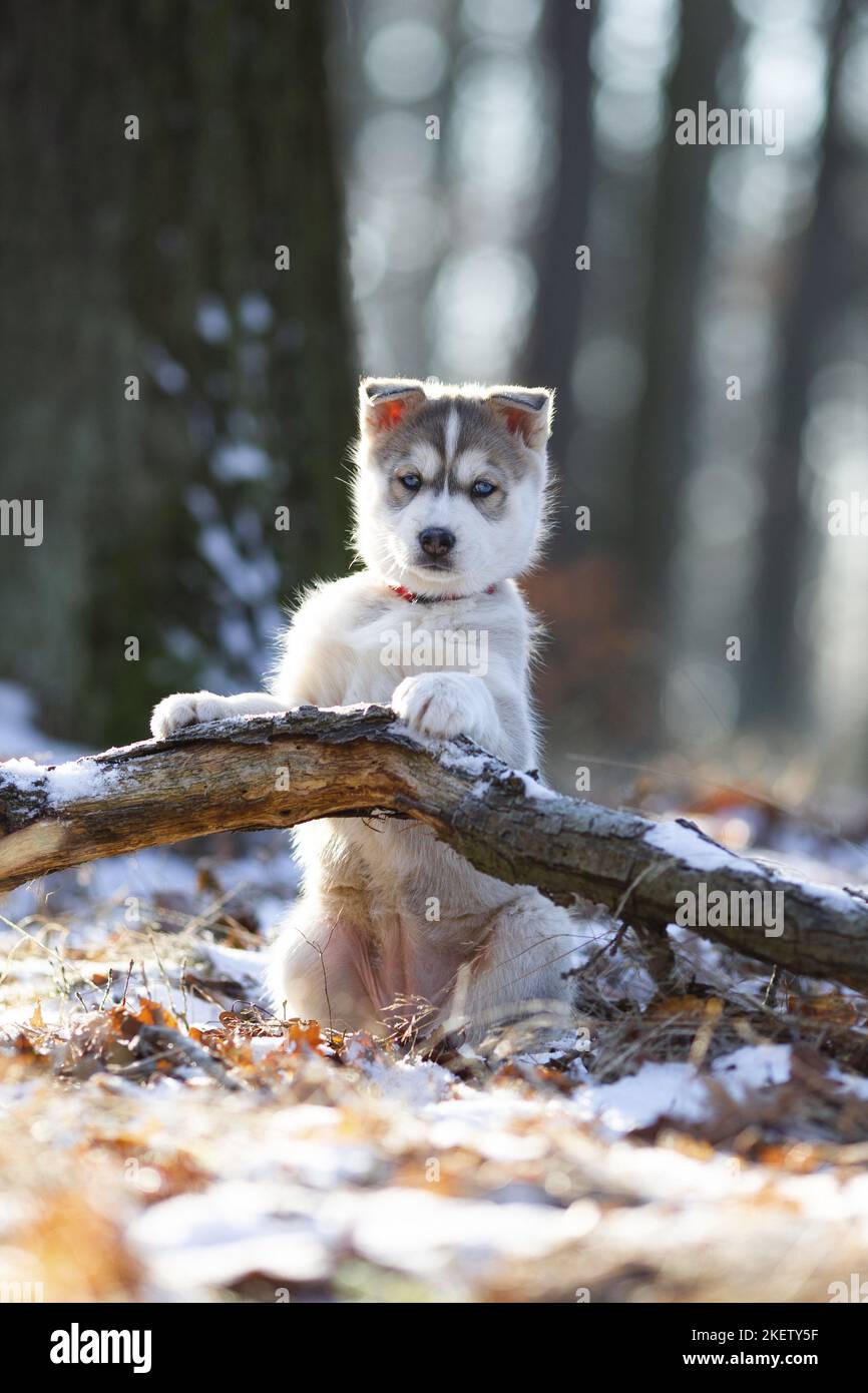 sitting Siberian Husky puppy Stock Photo - Alamy