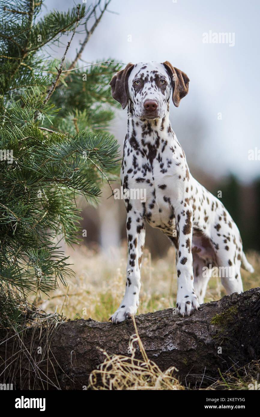 standing young Dalmatian Stock Photo - Alamy