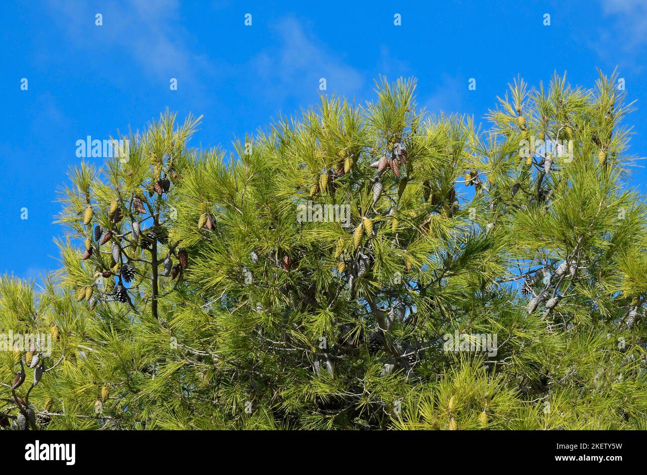 Pinewood place hi-res stock photography and images - Alamy