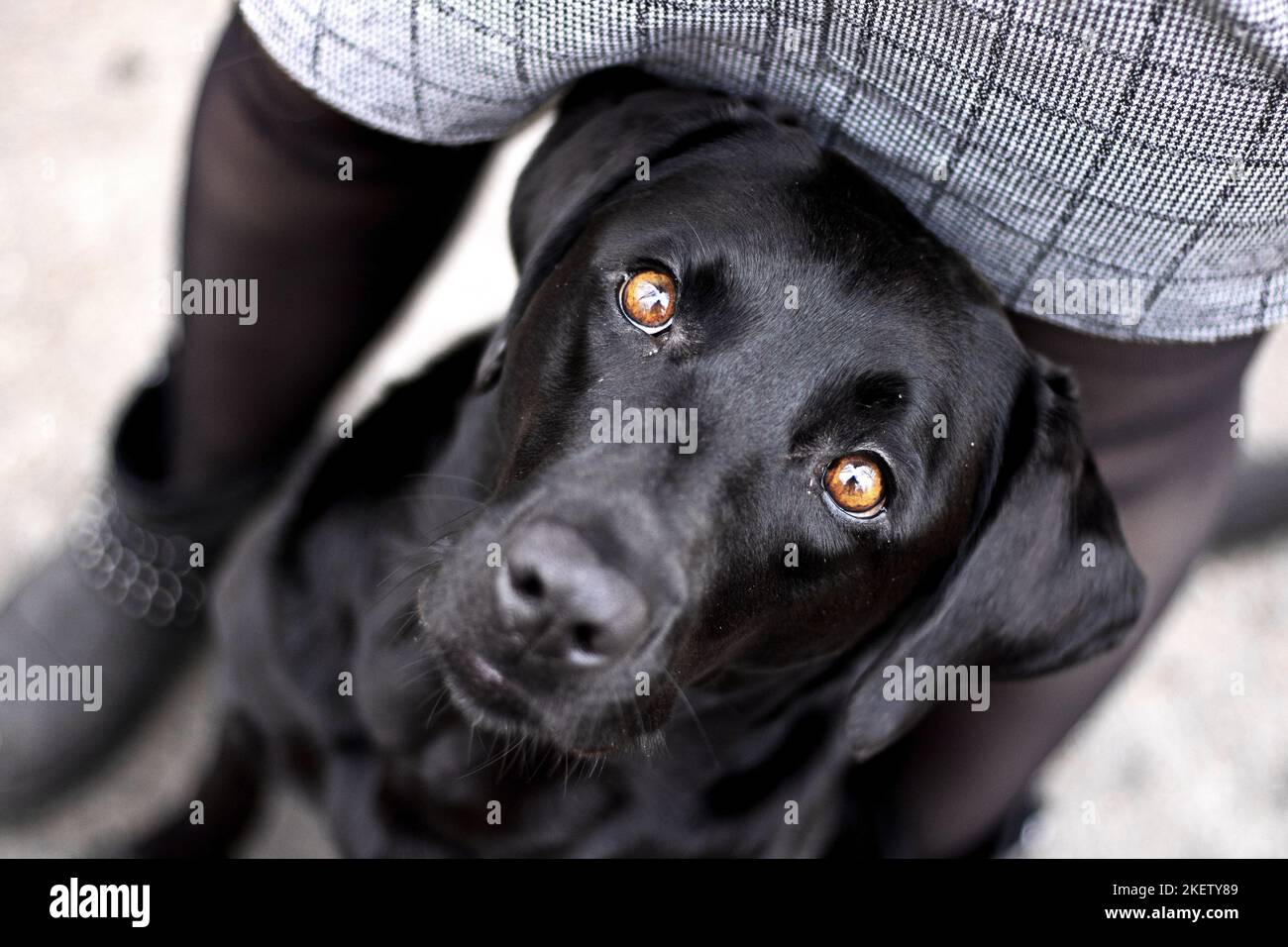 human with Labrador Retriever Stock Photo - Alamy