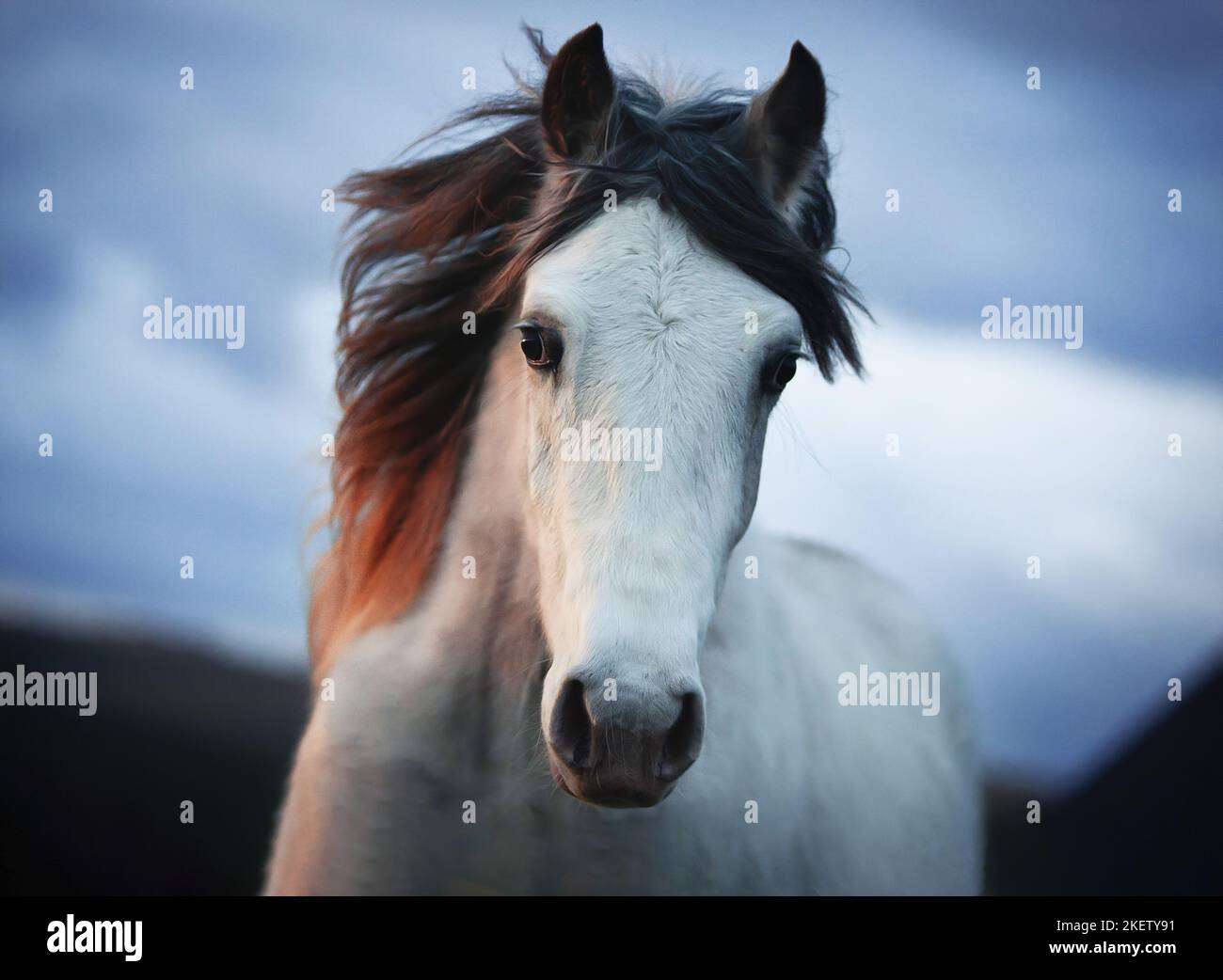 Welsh d hi-res stock photography and images - Alamy