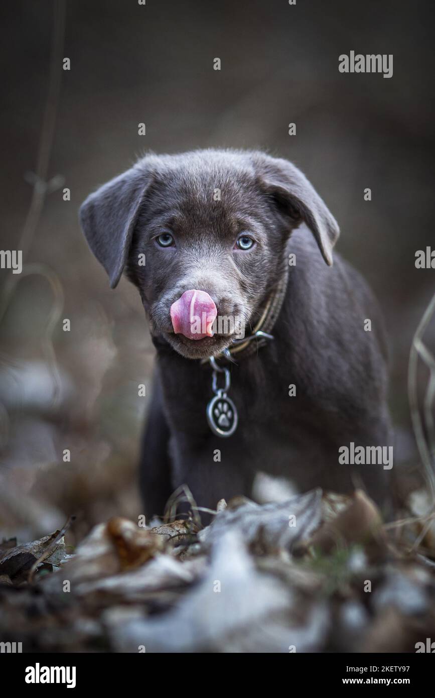 walking Labrador Retriever puppy Stock Photo - Alamy