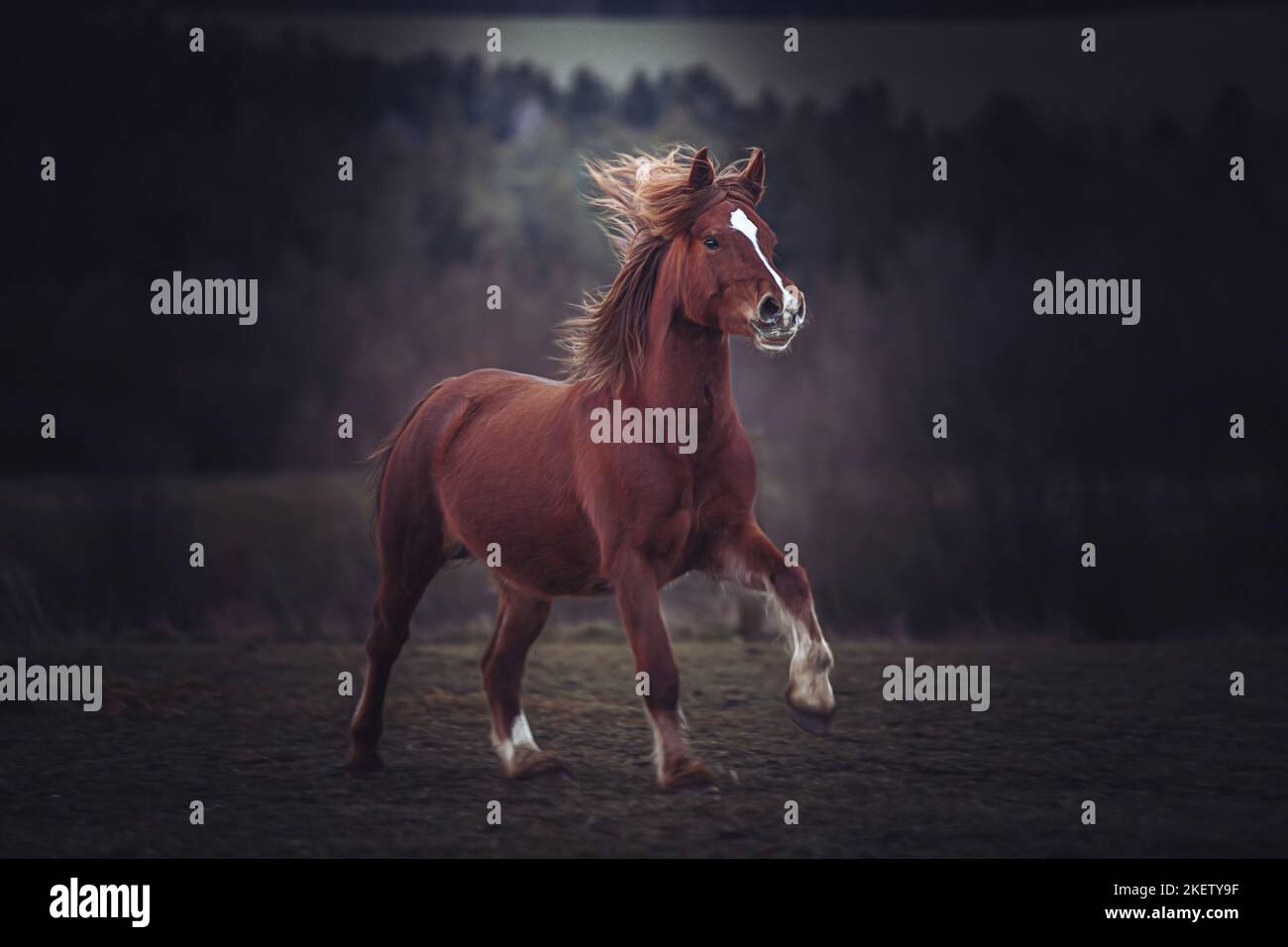 Welsh pony portrait chestnut adult hi-res stock photography and images ...