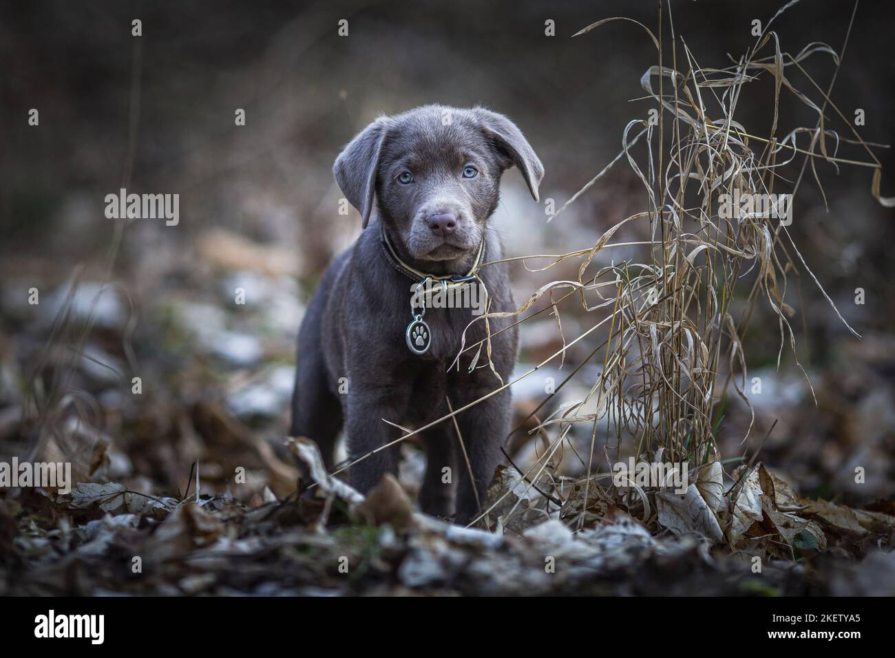Dog tags baby hi-res stock photography and images - Alamy