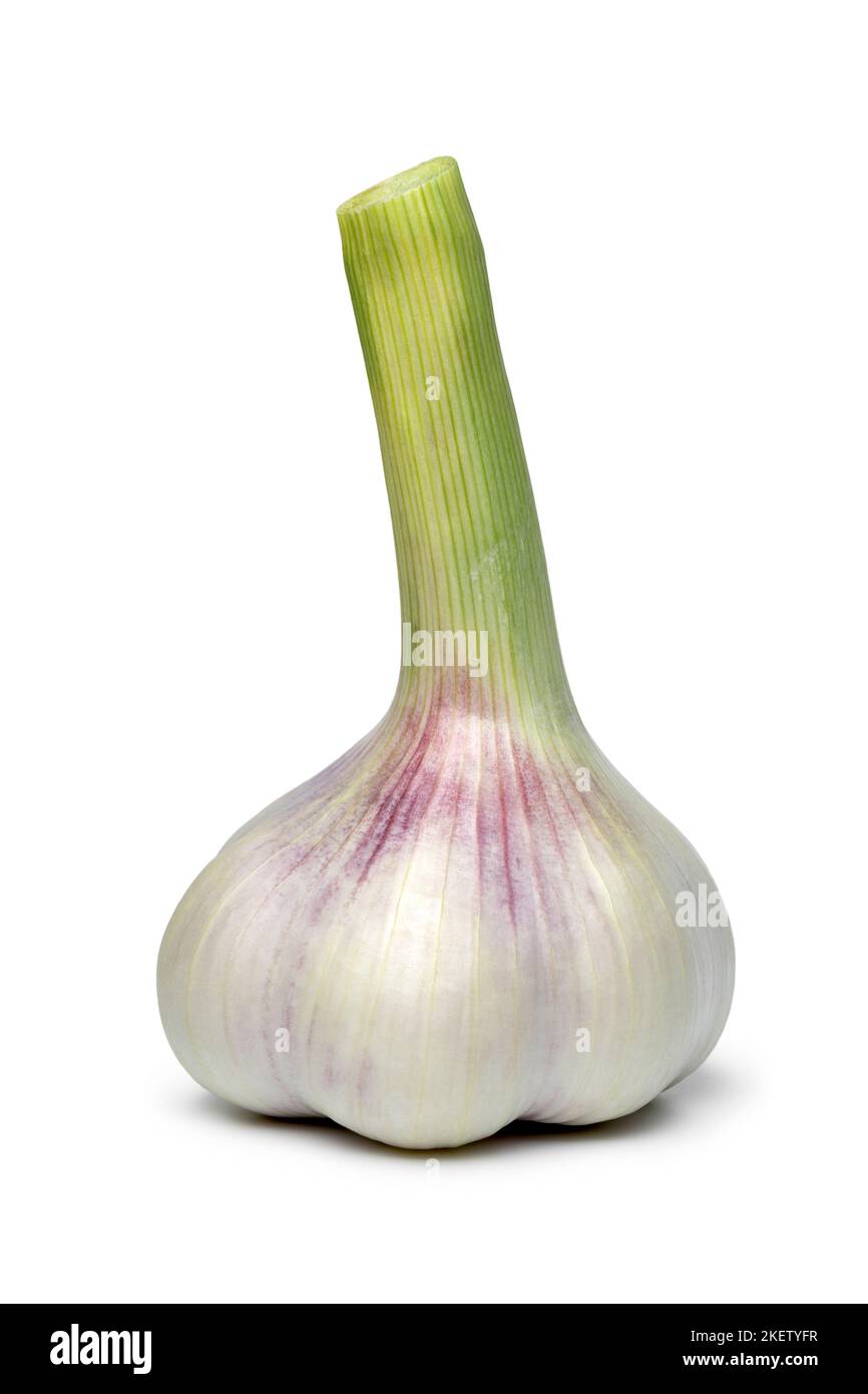Fresh unpeeled raw garlic bulb isolated on white background close up ...