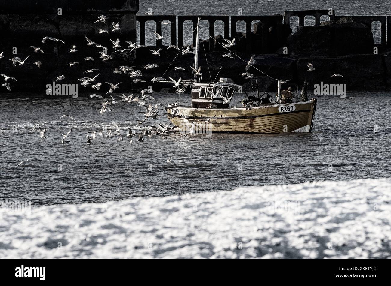 Winter harbour scene flock gulls hi-res stock photography and images - Alamy