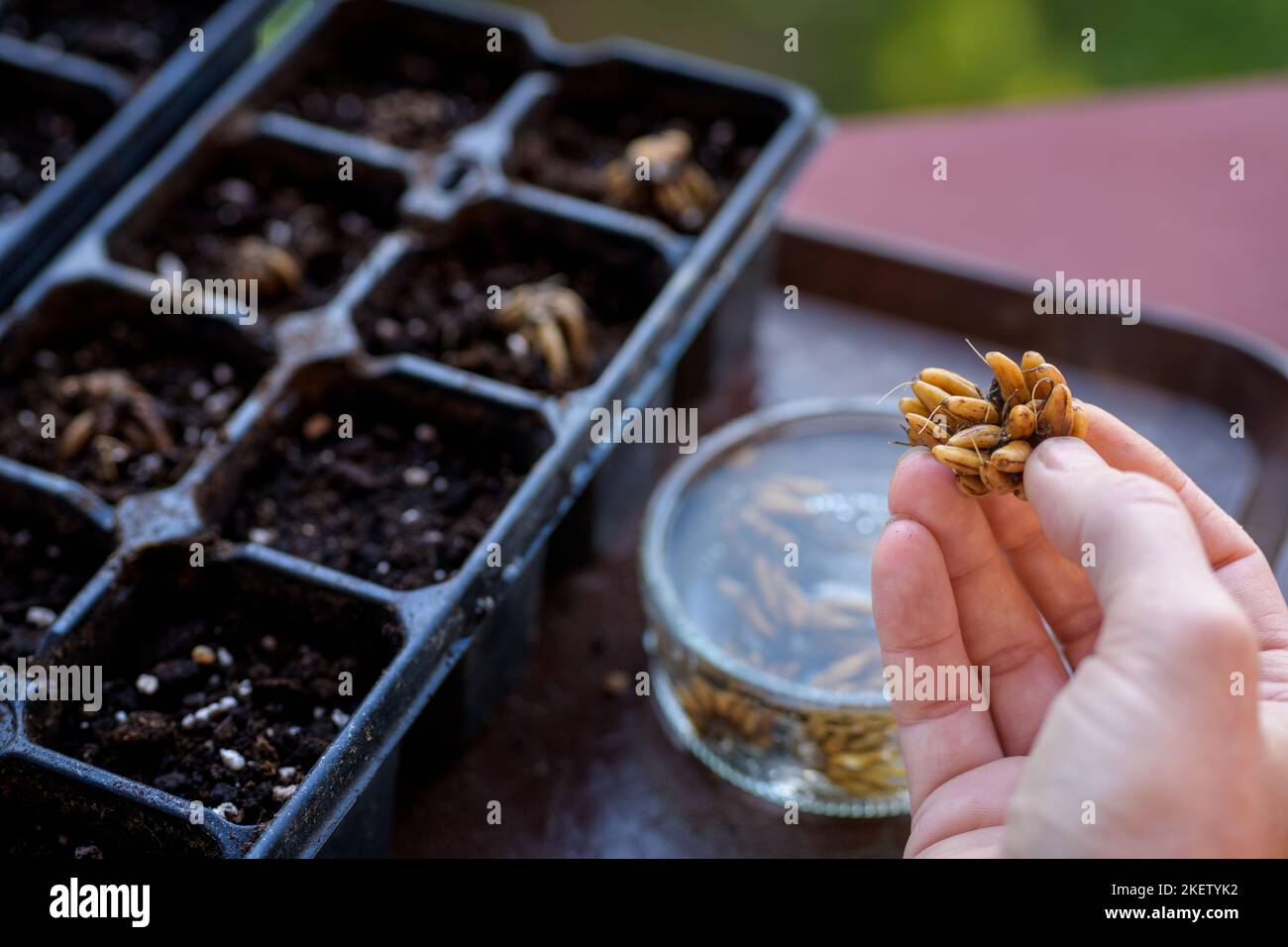 Ranunculus asiaticus or persian buttercup. Woman planting presoaked ...