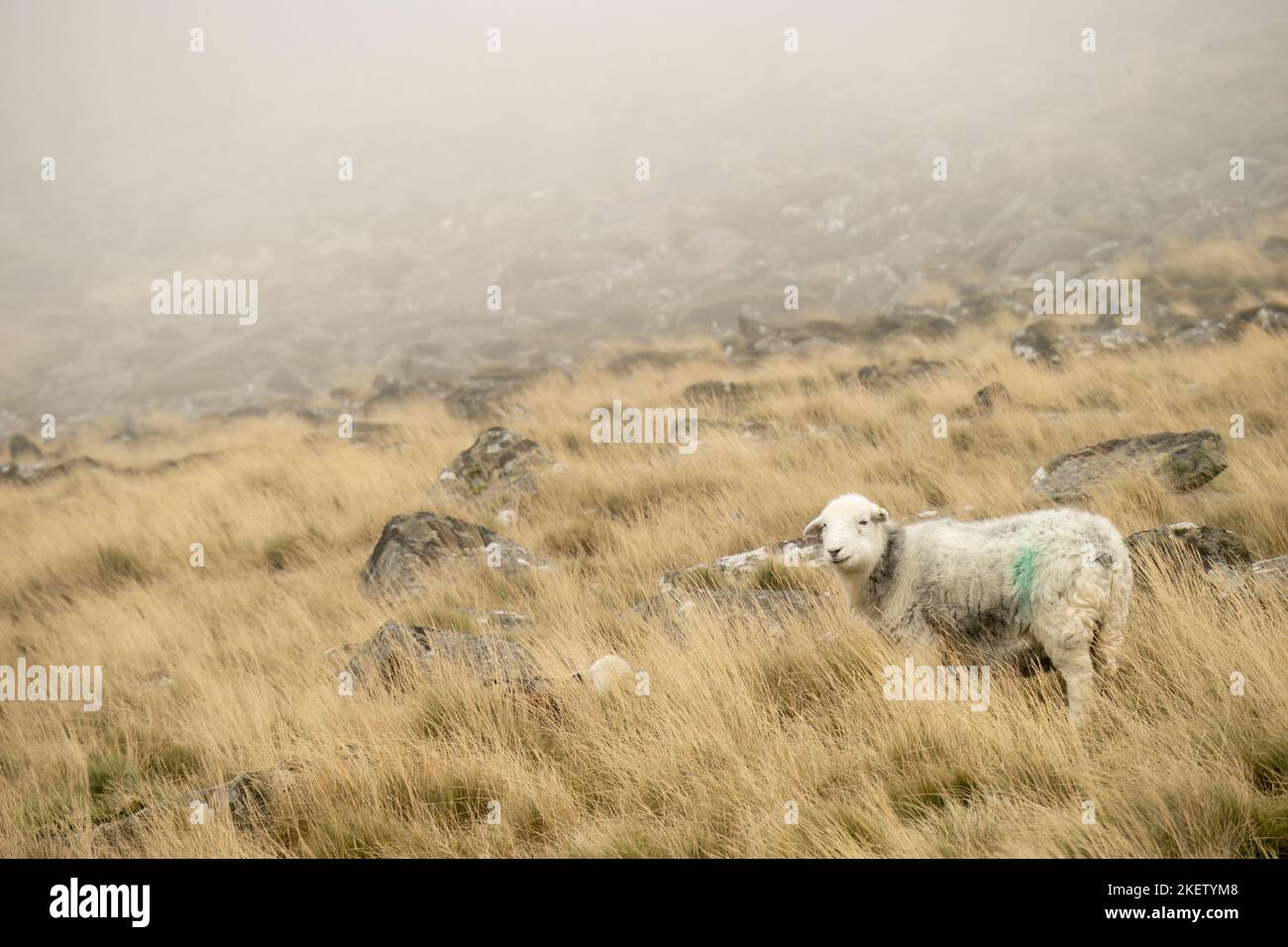 Sheep in the Dartmoor National Park, Devon, England, UK Stock Photo - Alamy