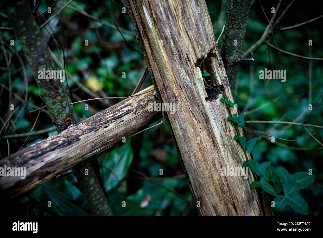 Image of rotten wood in the woods path Stock Photo - Alamy