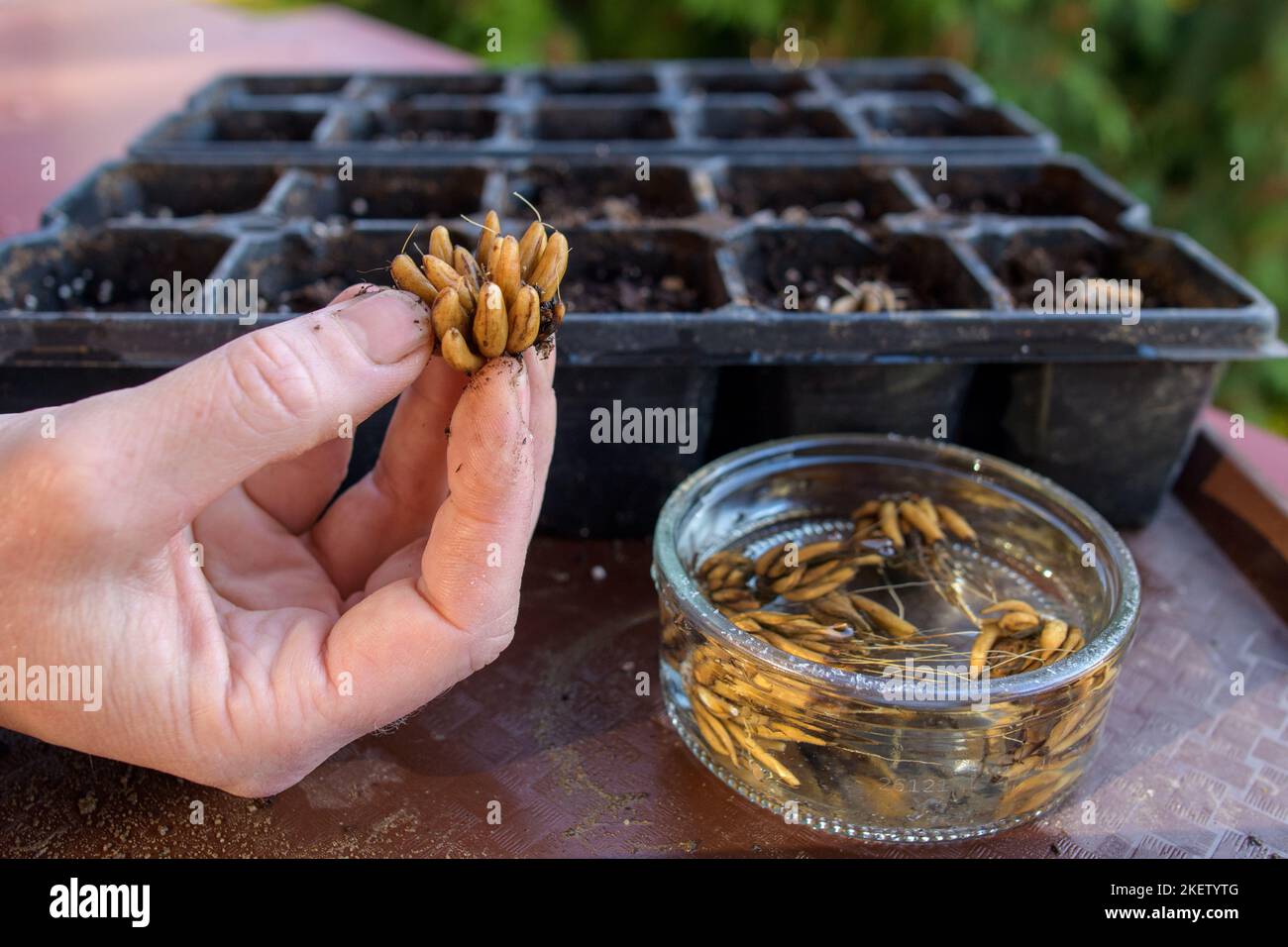 Ranunculus asiaticus or persian buttercup. Woman planting presoaked ...
