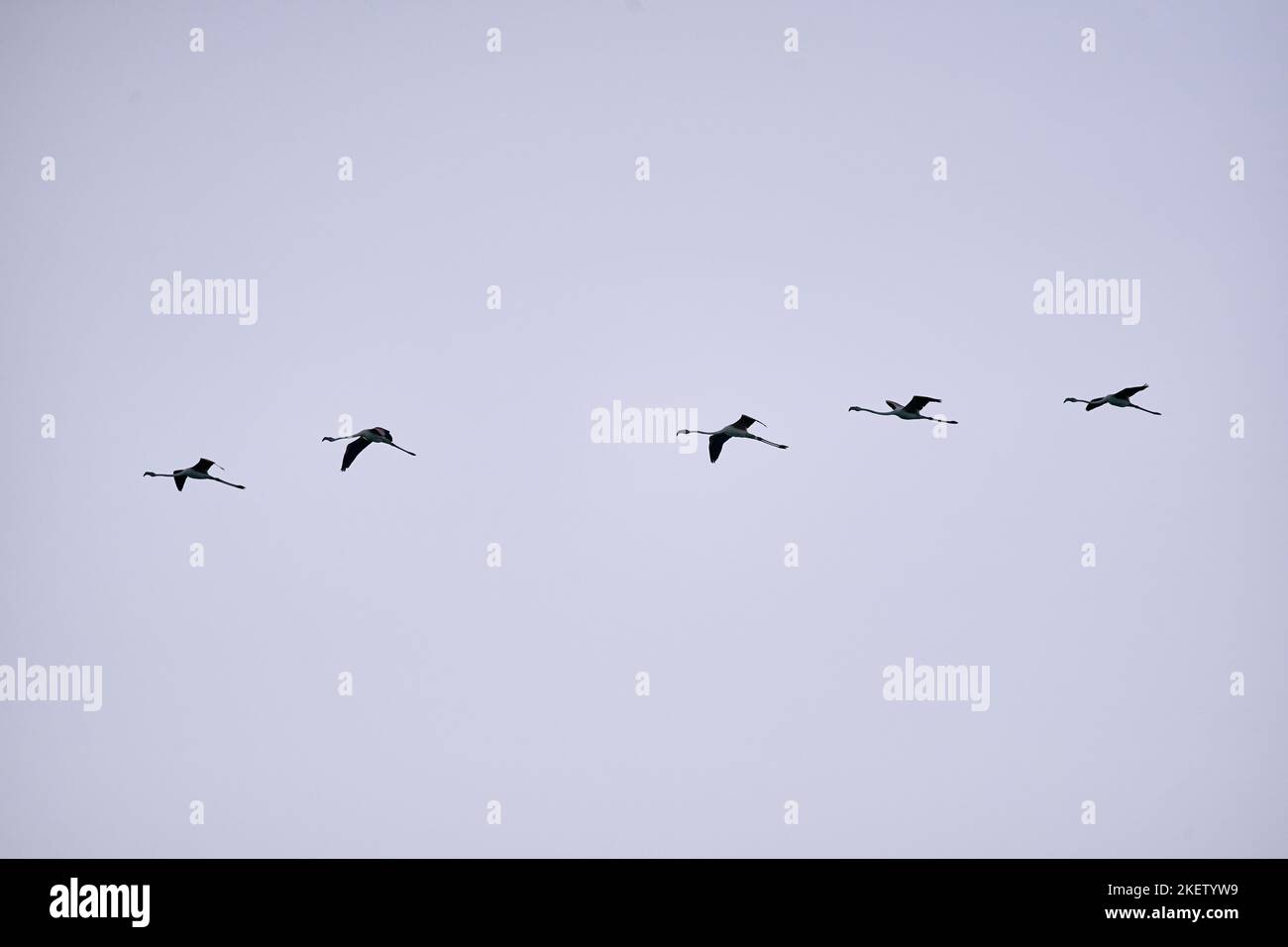 group of flamingos with big necks and long legs flying calmly on a ...
