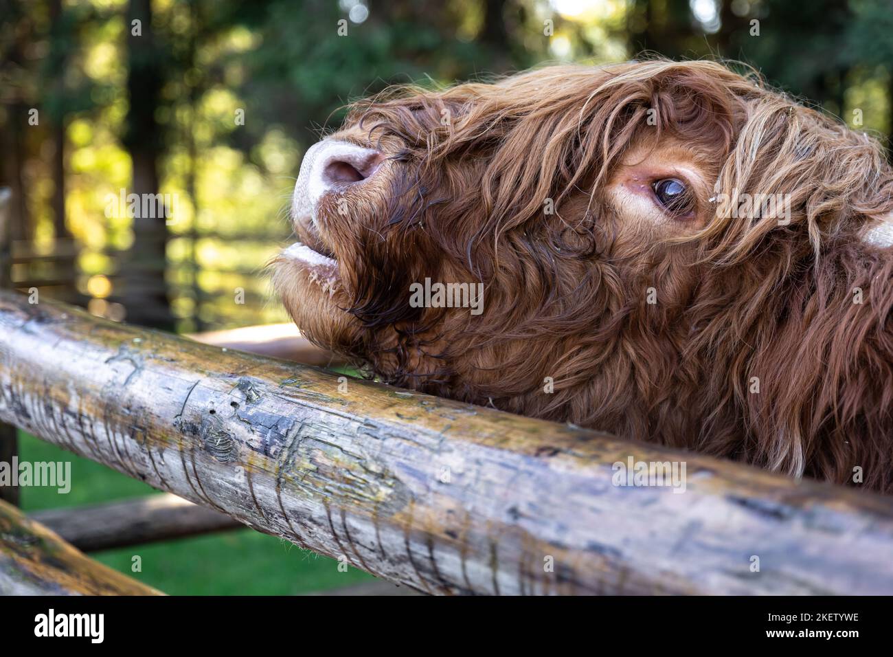 Close-up, muzzle of a bull behind a wooden partition Stock Photo - Alamy