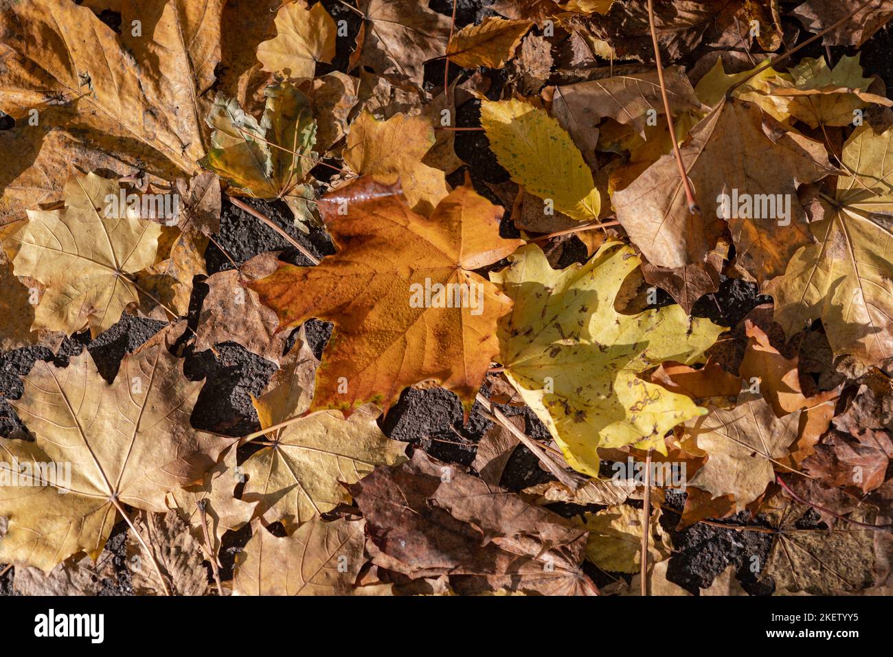 autumnal foliage from a maple tree along a path in various tones Stock ...