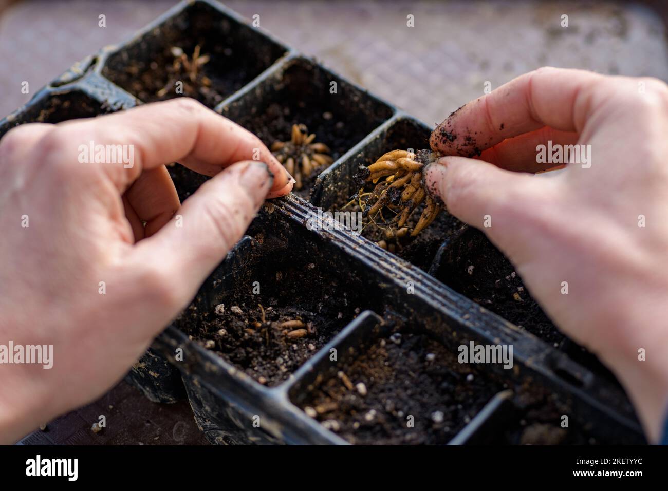 Ranunculus asiaticus or persian buttercup. Woman planting presoaked ...
