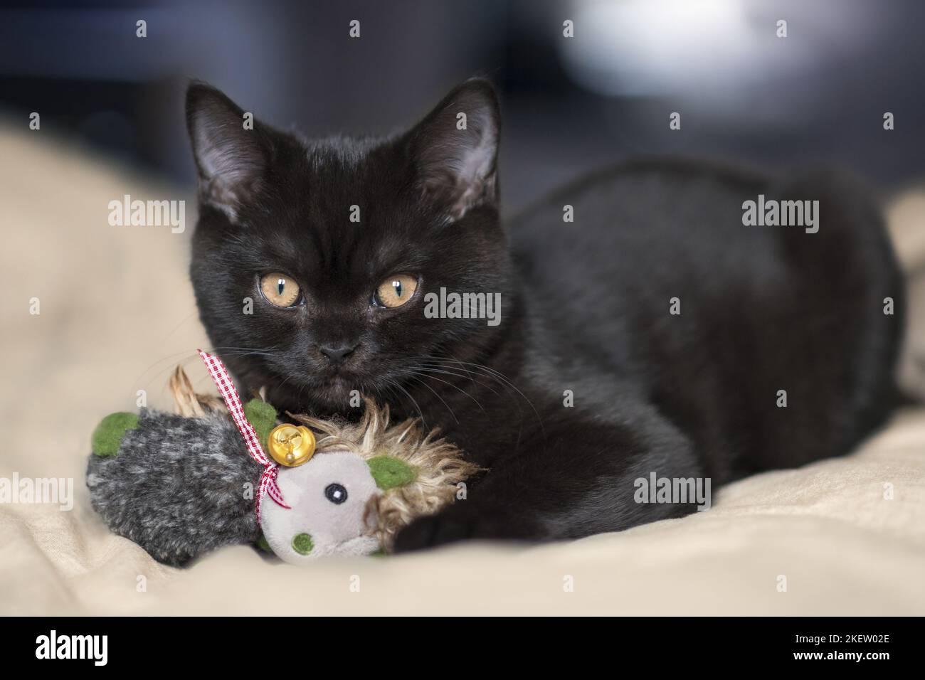 lying British Shorthait kitten Stock Photo - Alamy