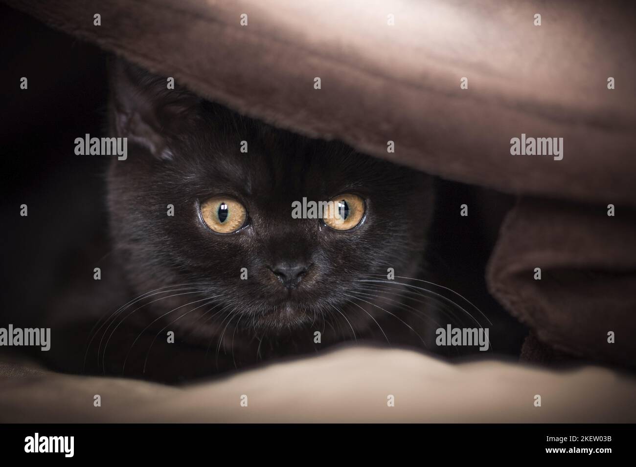 British Shorthait kitten portrait Stock Photo - Alamy