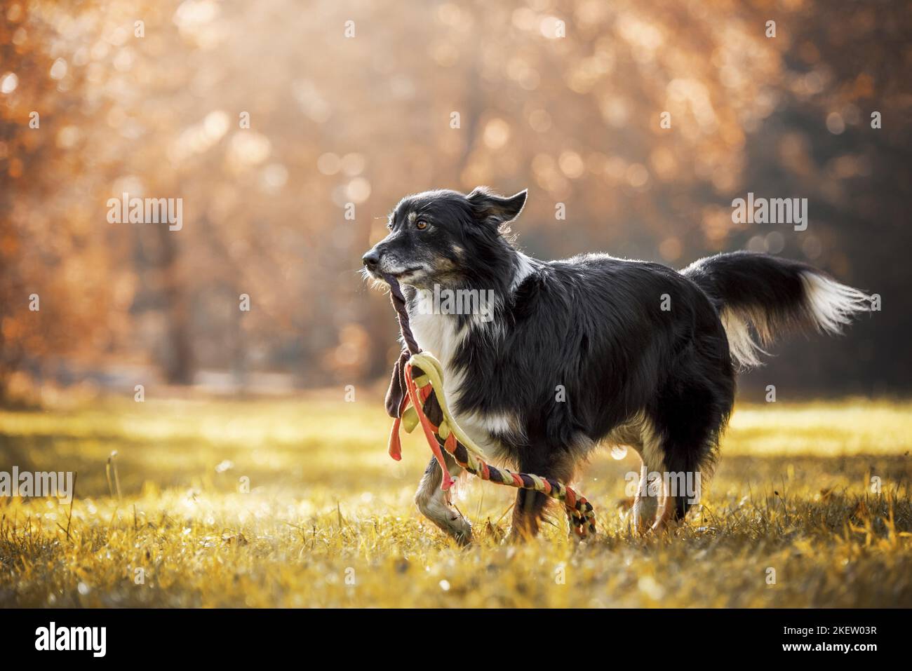 running Border Collie Stock Photo - Alamy