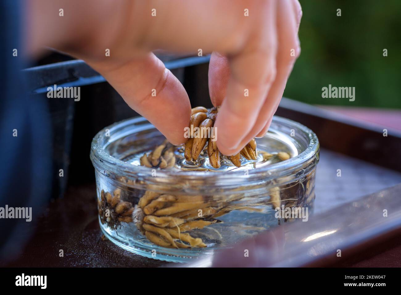 Ranunculus asiaticus or persian buttercup. Woman planting presoaked ...