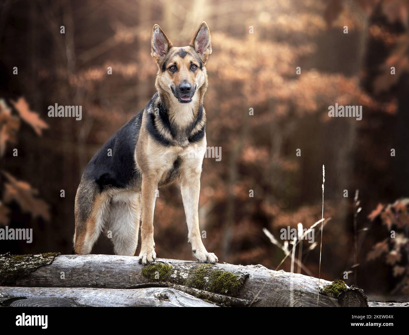 standing German Shepherd Dog Stock Photo - Alamy