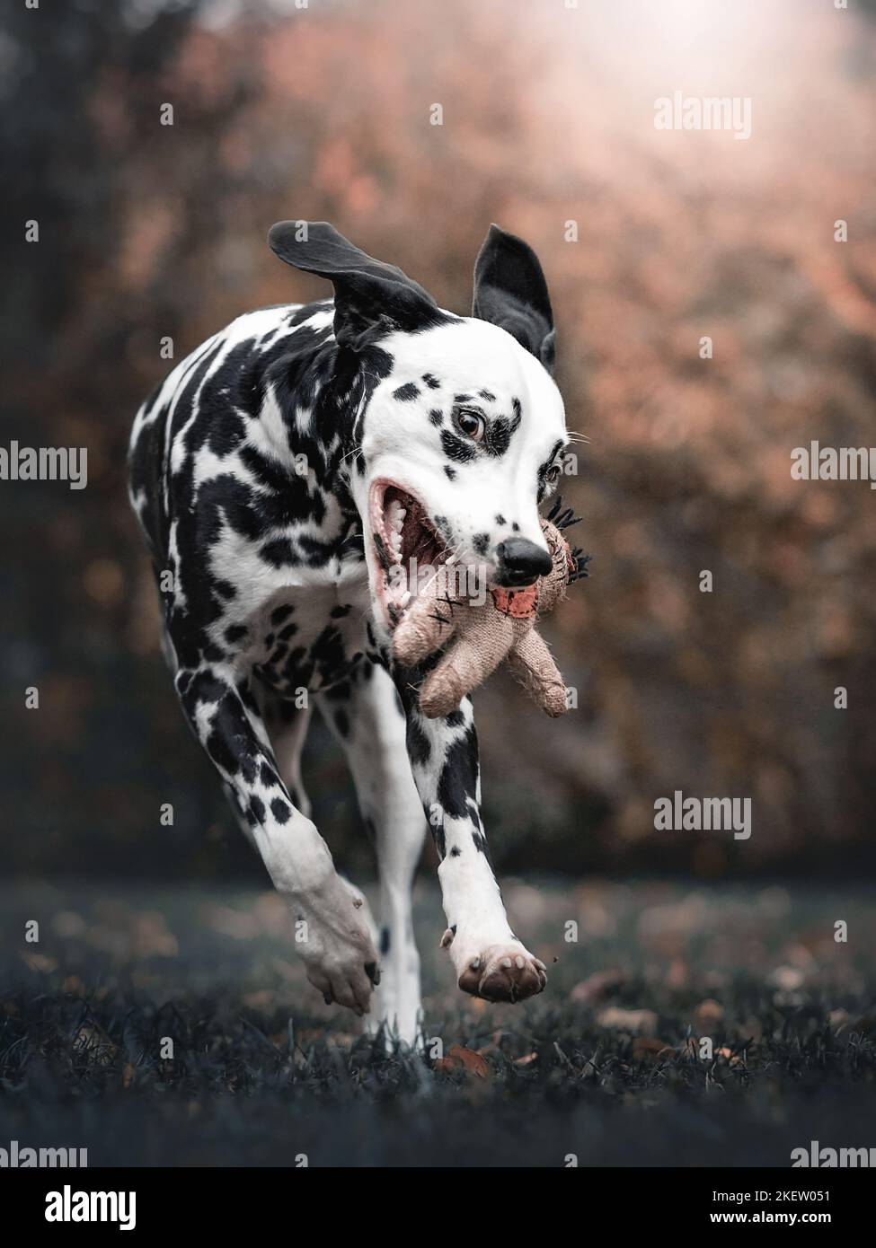 Fluffy dalmatian hi-res stock photography and images - Alamy