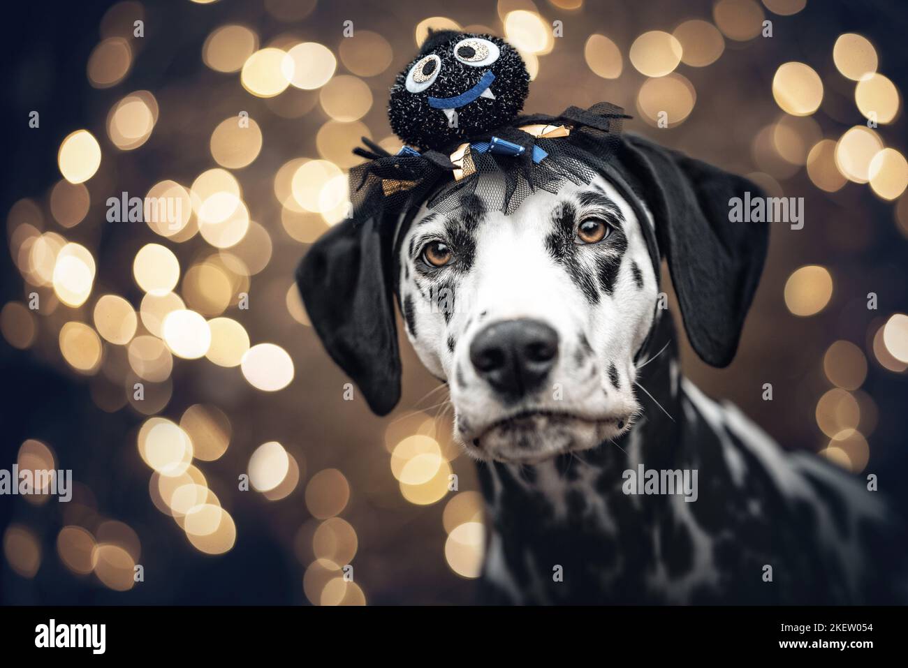 Fluffy dalmatian hi-res stock photography and images - Alamy