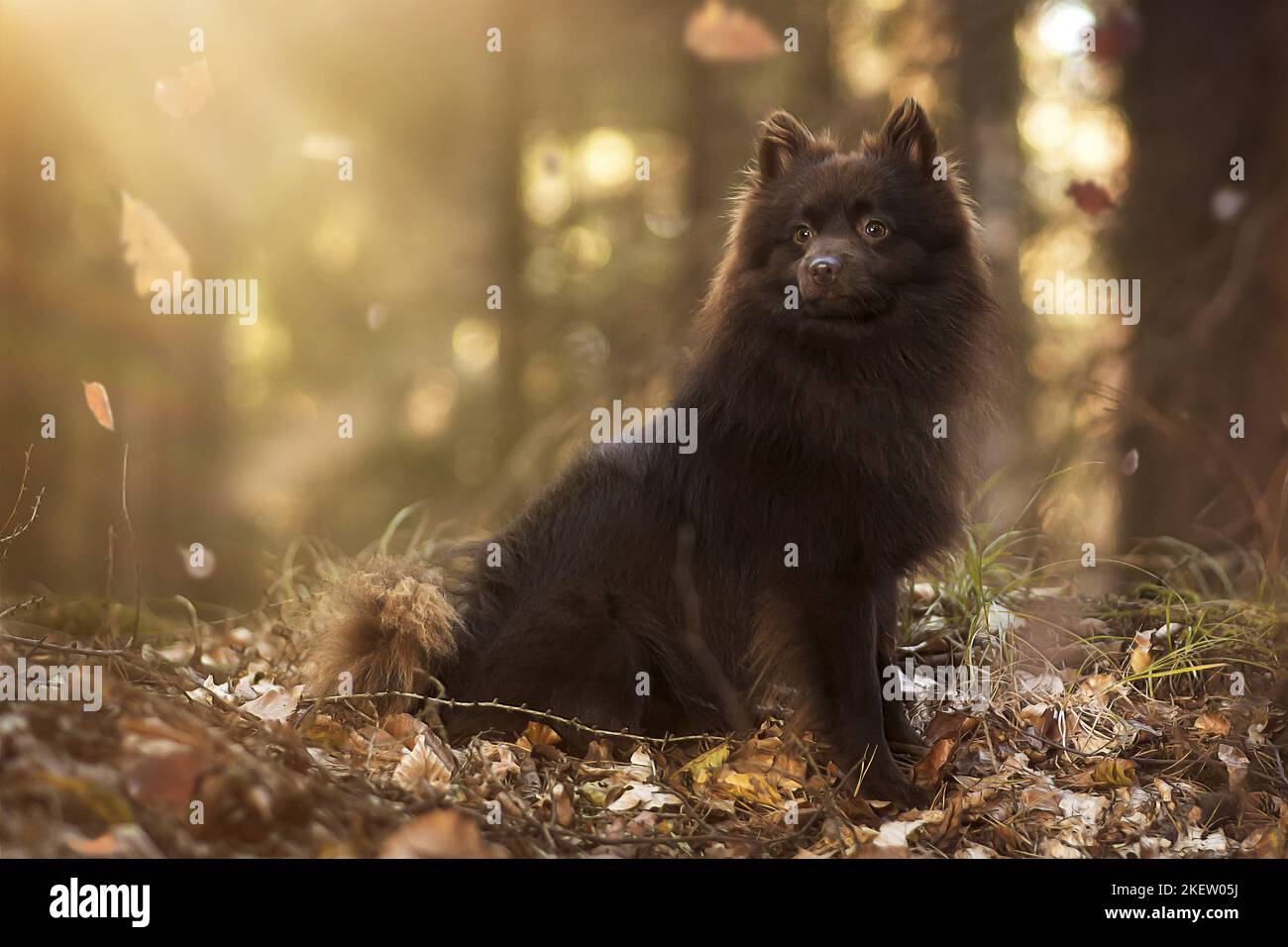 sitting German Spitz Stock Photo - Alamy