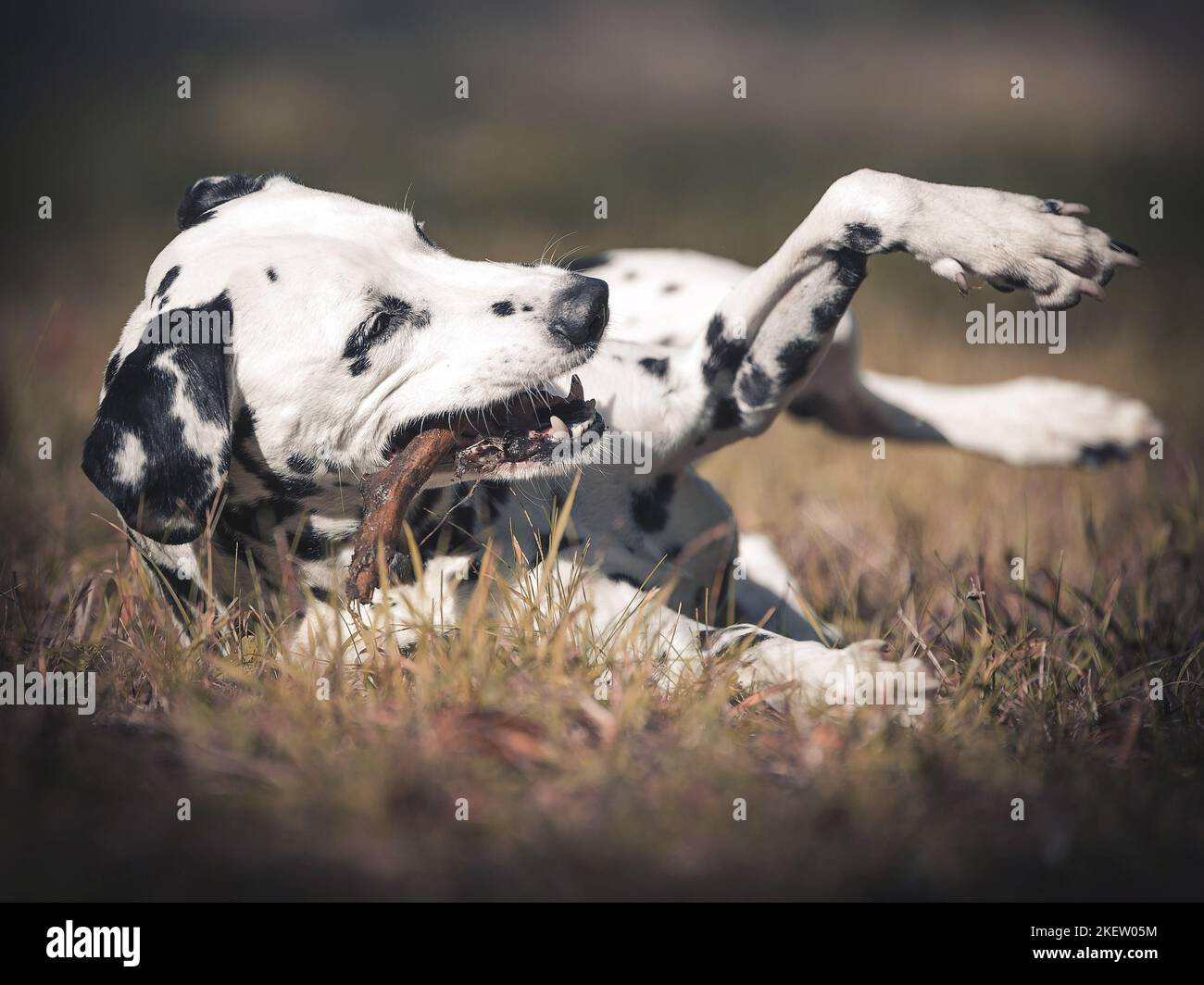 Dalmatian dog playing stick hi-res stock photography and images - Alamy