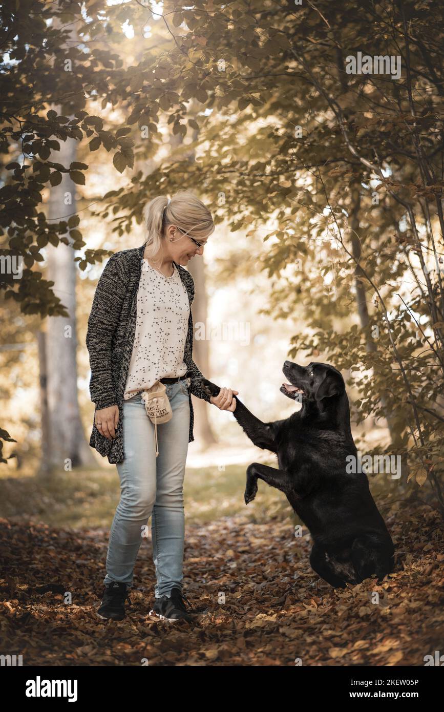 Labrador giving paw hi-res stock photography and images - Alamy