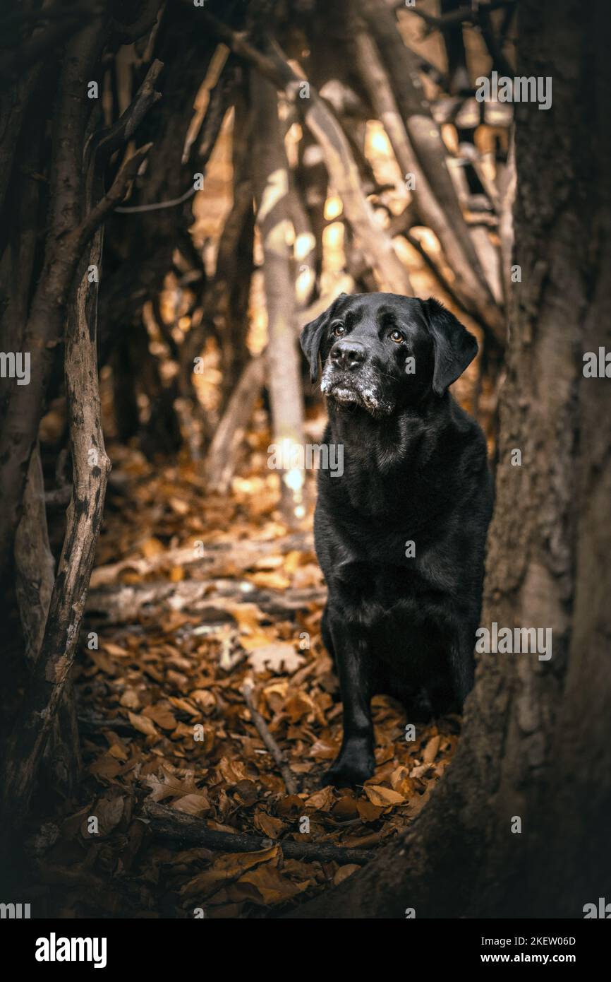 sitting Labrador Retriever Stock Photo - Alamy