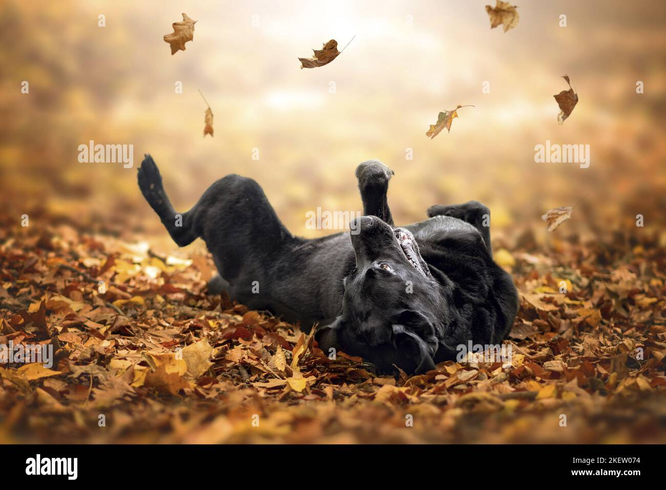 Labrador rolling hi-res stock photography and images - Alamy