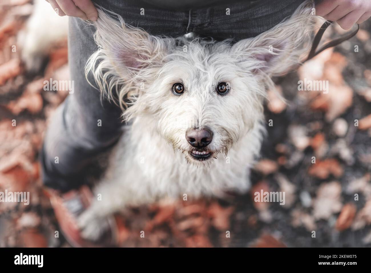 human with Labradoodle Stock Photo - Alamy