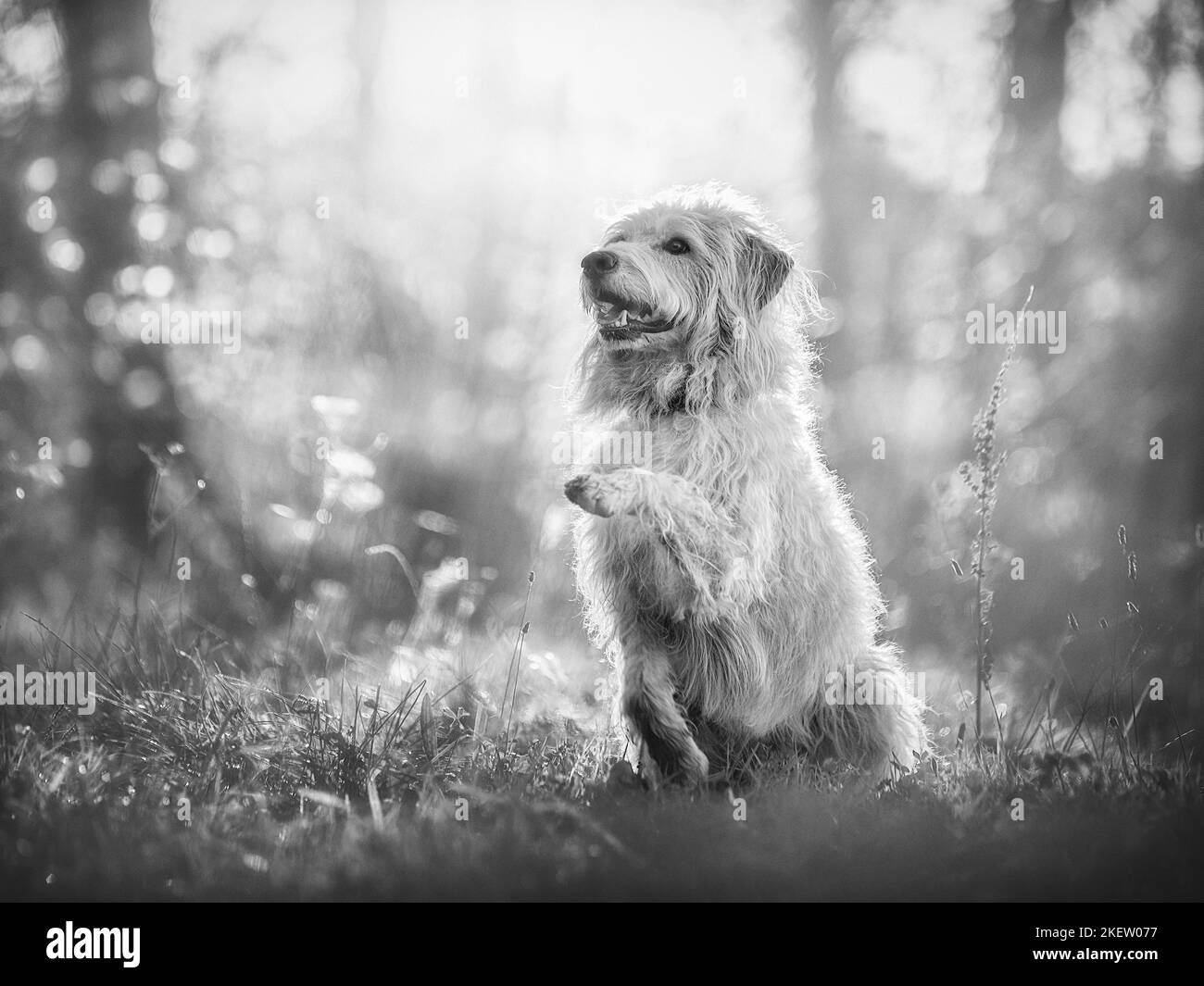 Labradoodle side view Black and White Stock Photos & Images - Alamy