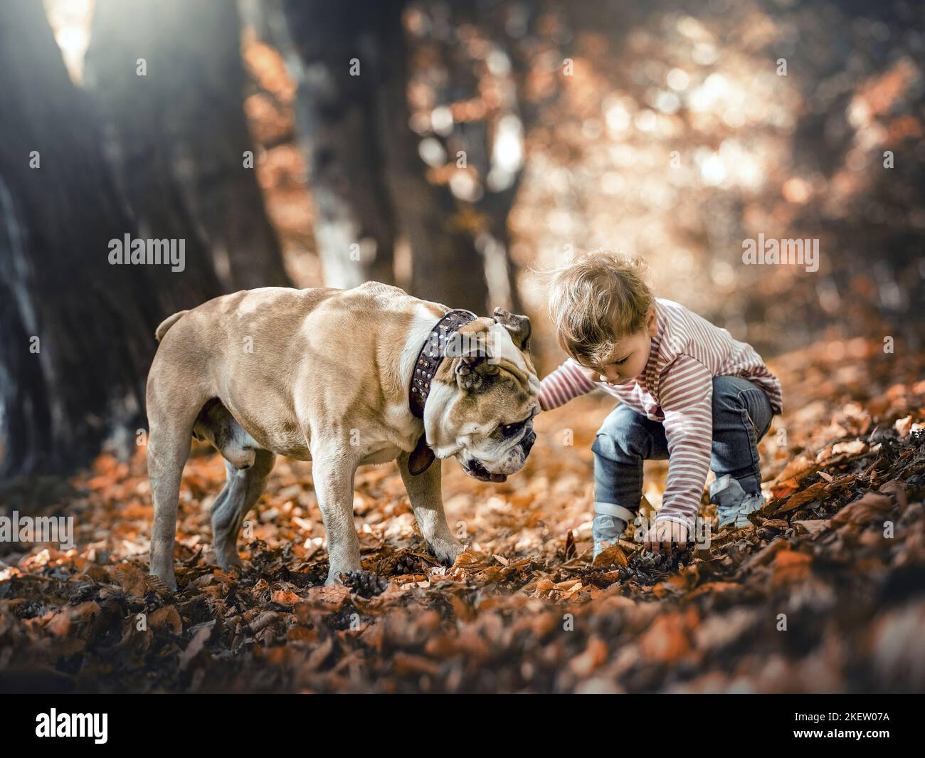 Bulldogs for kids hi-res stock photography and images - Alamy