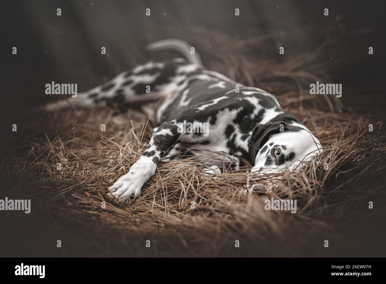 Dalmatian rests hi-res stock photography and images - Alamy
