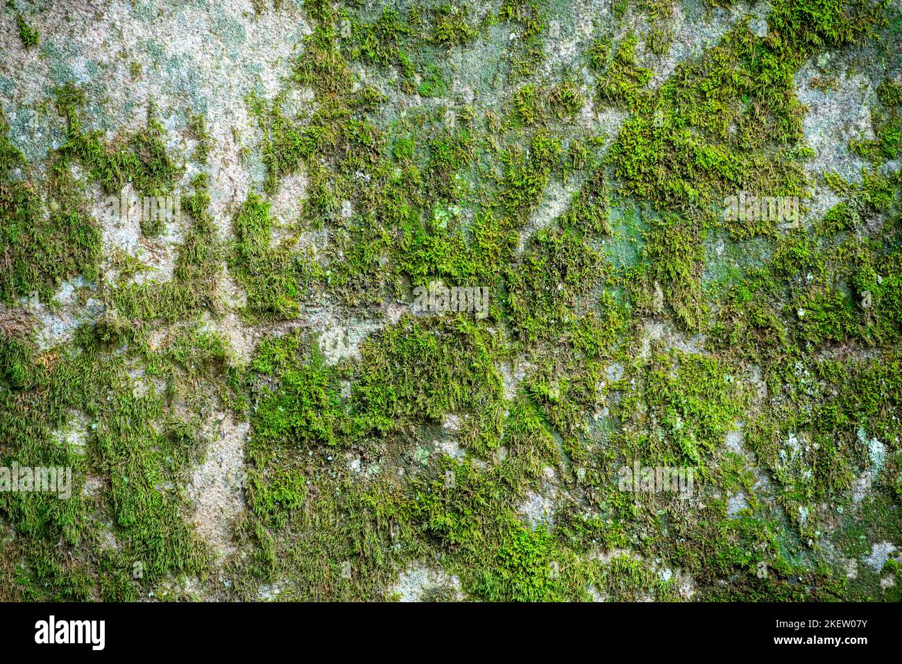Lawn border cut out hi-res stock photography and images - Alamy