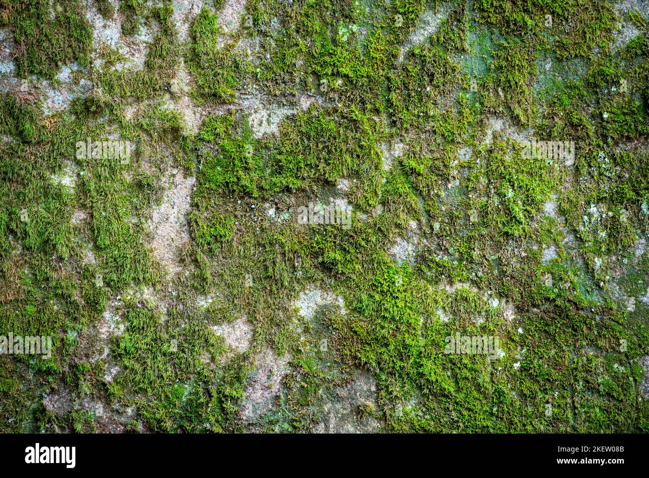 Lawn border cut out hi-res stock photography and images - Alamy