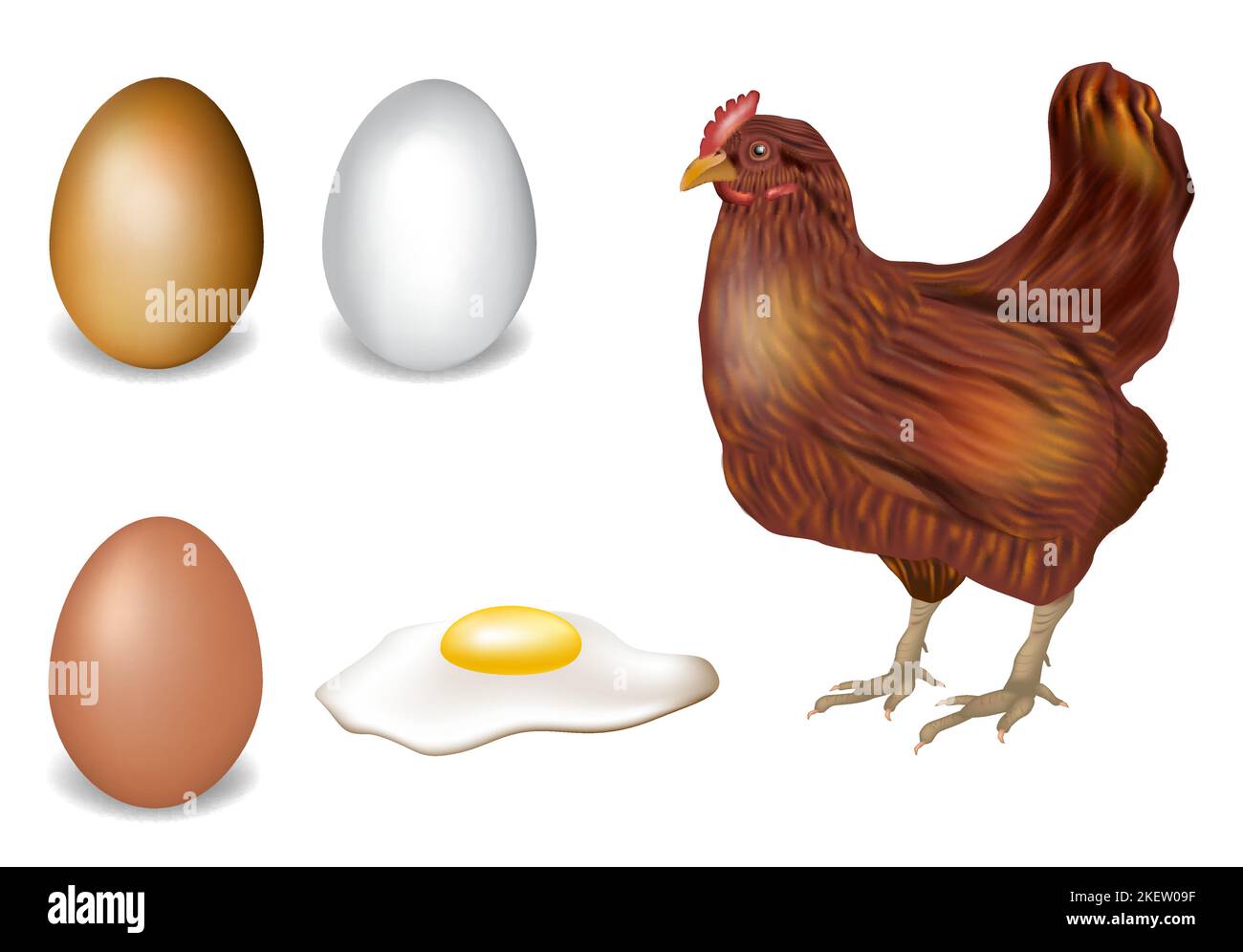 Realistic vector set of the chicken, egg and fried eggs for your design ...